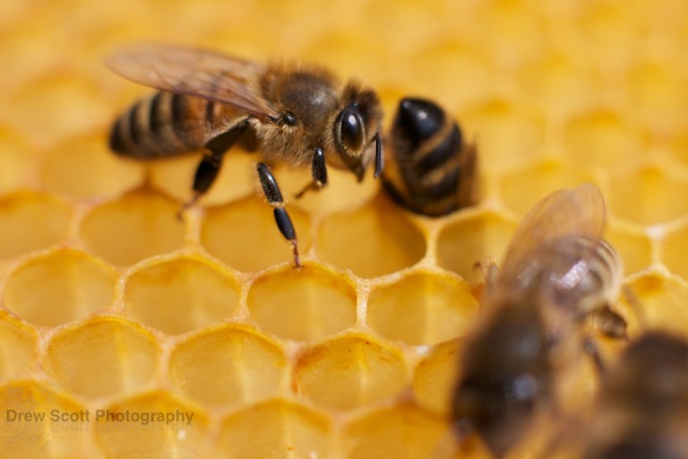 Of bee butts and wiggles | Adventuresinbeeland's Blog