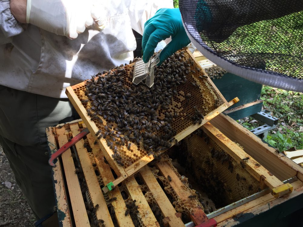 A shook-swarm demo | Adventuresinbeeland's Blog