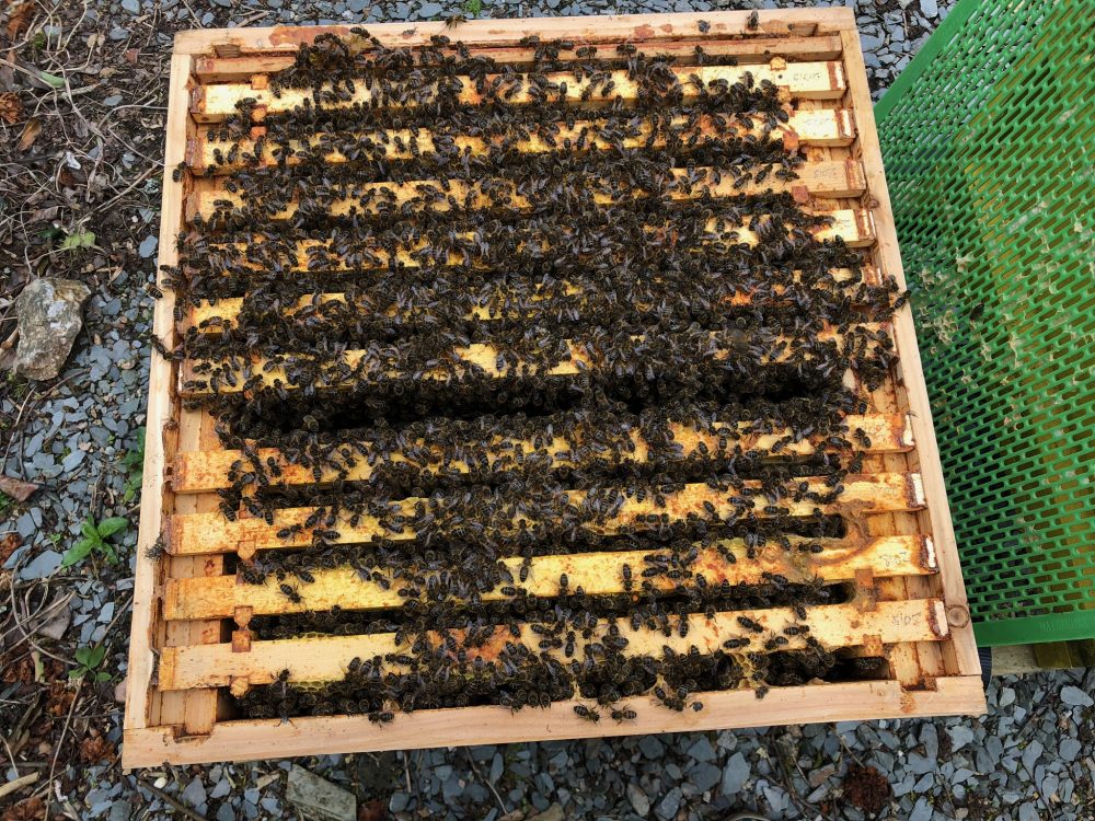 A visit to the bees in April | Adventuresinbeeland's Blog