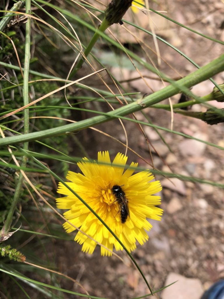 Adventuresinbeeland's Blog | My beekeeping bumbles | Page 3